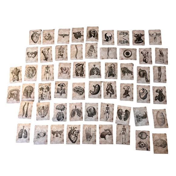 Design | Anatomy Human Body Skeleton Stickers | Poshmark